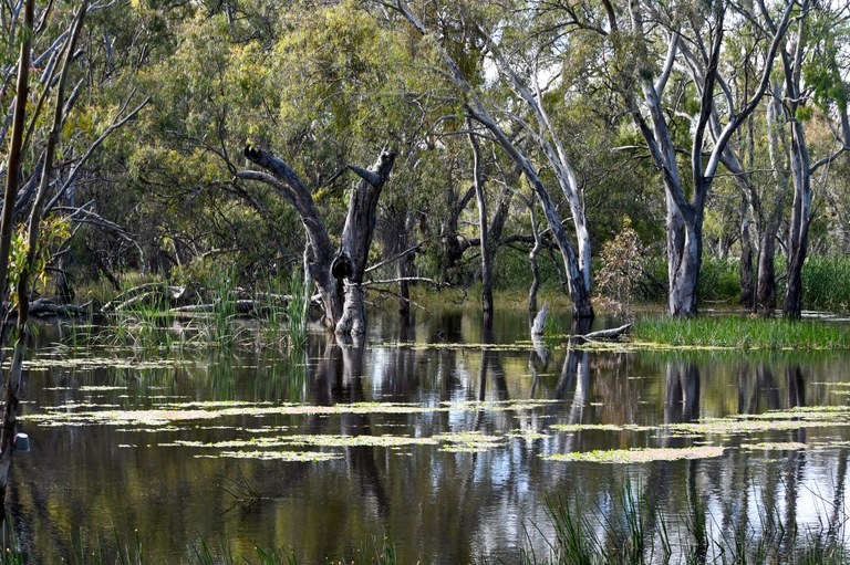 Refreshing Rivers - Central Billabong — NSW Landcare Gateway